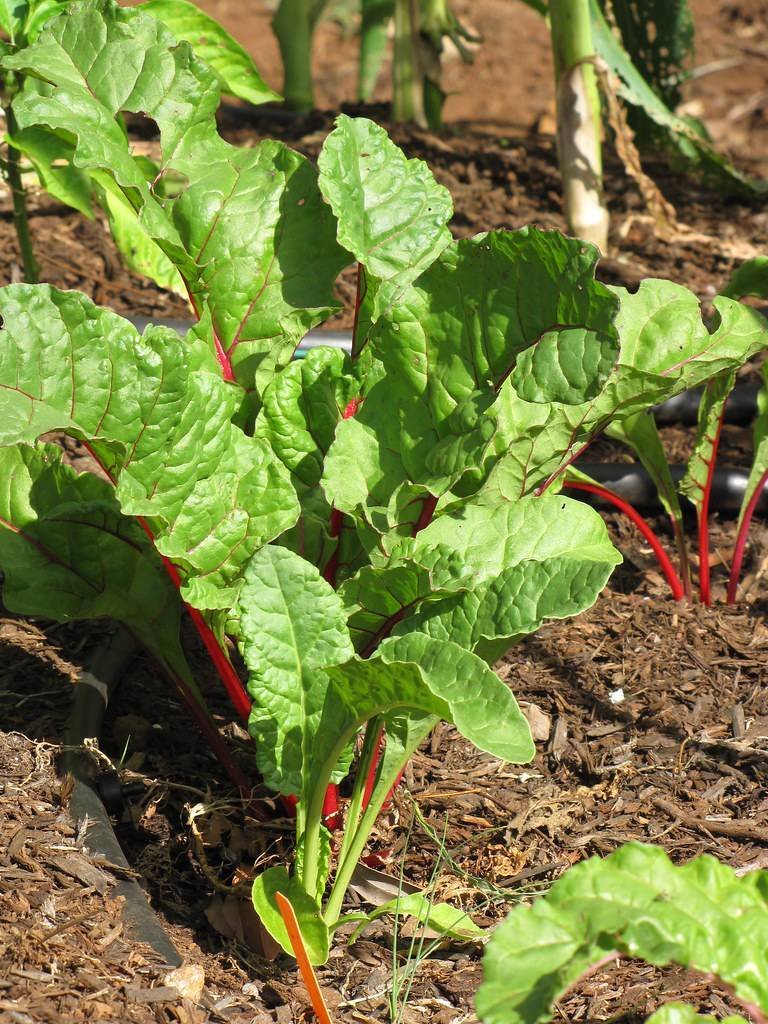 Good King Henry - Vegetables Growing Guide | Clever Garden