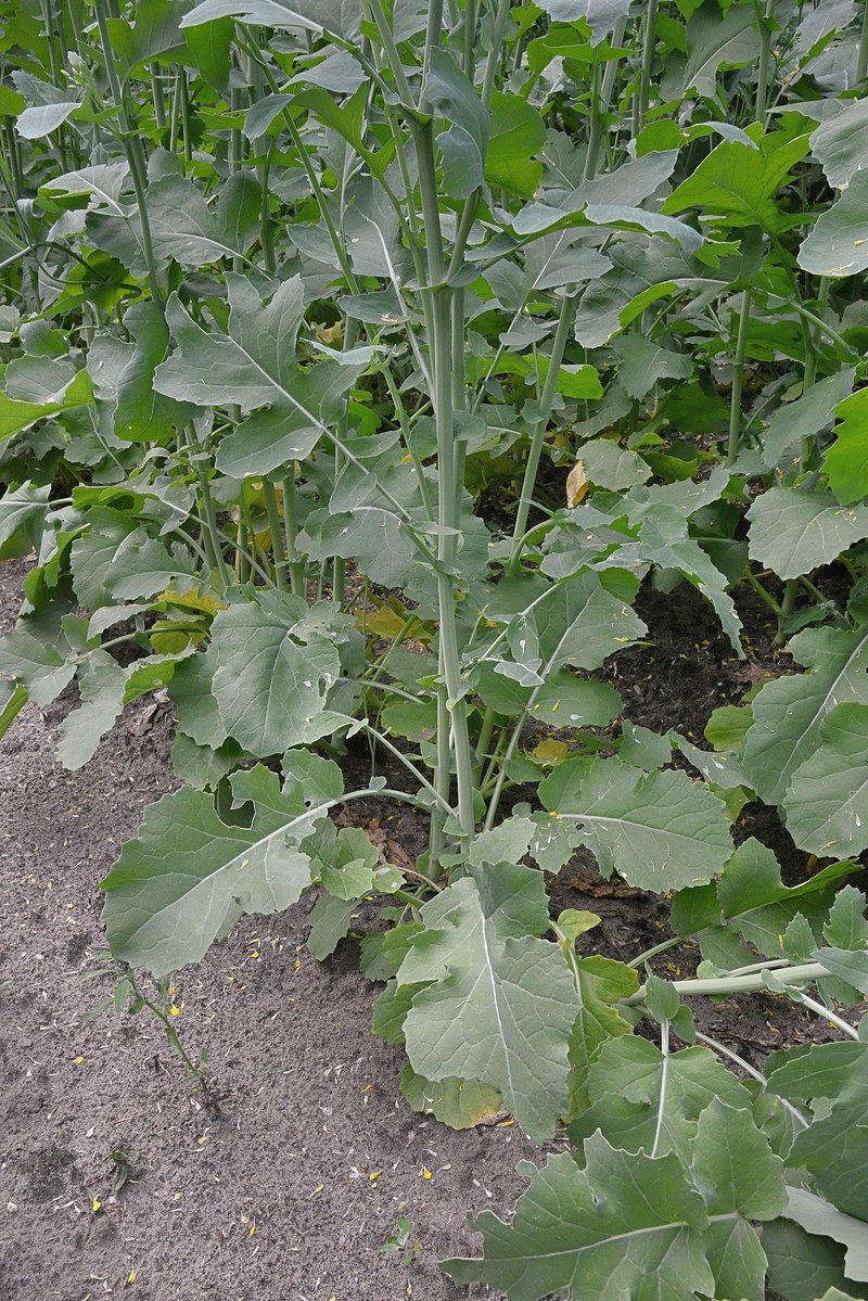 Siberian Kale - Vegetables Growing Guide | Clever Garden