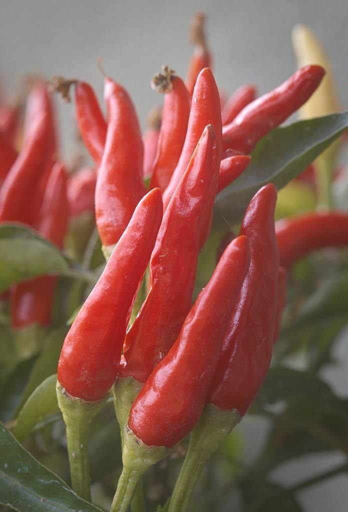 Cayenne Pepper - fruit Growing Guide | Clever Garden