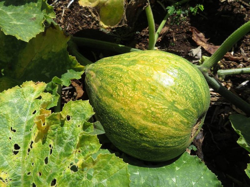 Summer Squash - fruit Growing Guide | Clever Garden