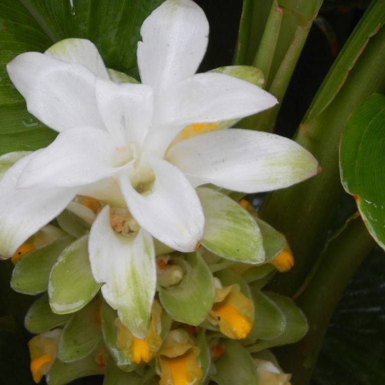Common Turmeric - Herbs Growing Guide | Clever Garden