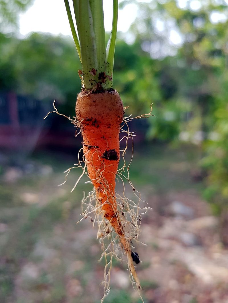 Carrot - Vegetables Growing Guide | Clever Garden