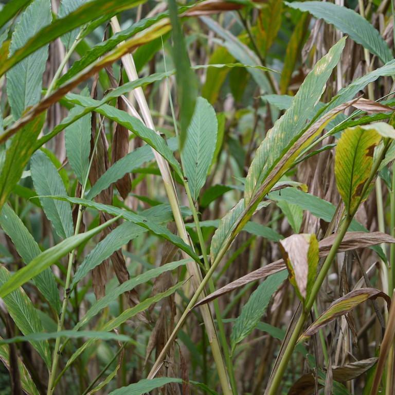 Cardamom - Herbs Growing Guide | Clever Garden