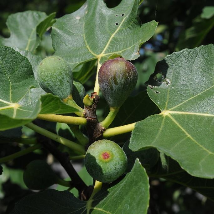 Common Fig - fruit Growing Guide | Clever Garden