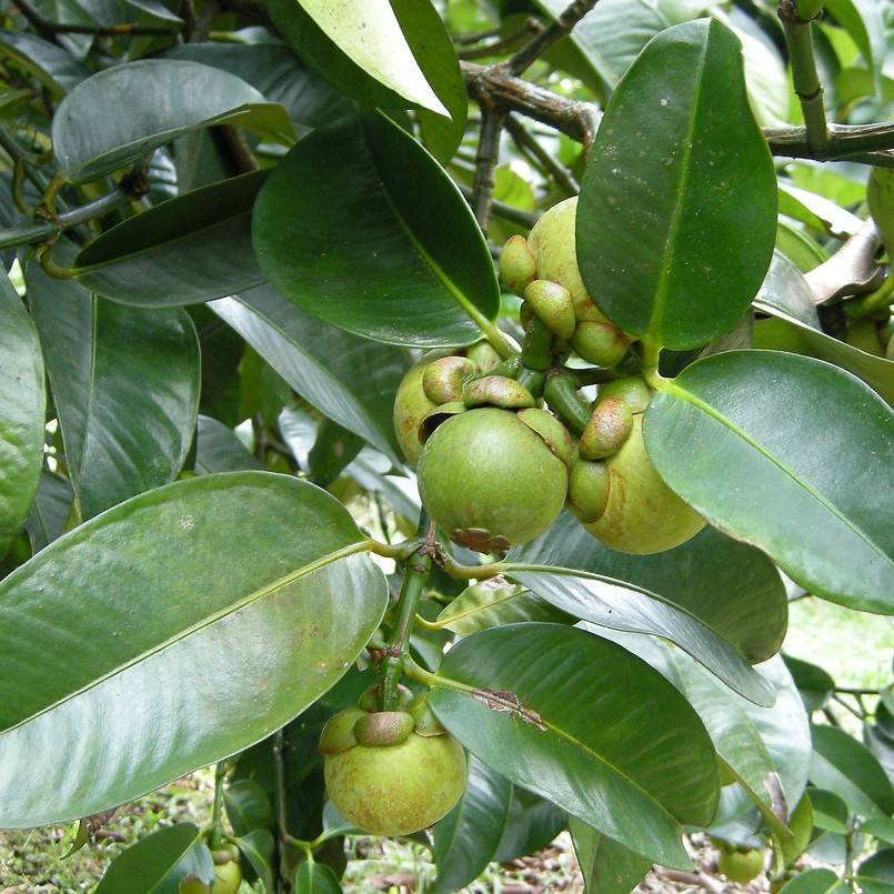 Mangosteen - fruit Growing Guide | Clever Garden