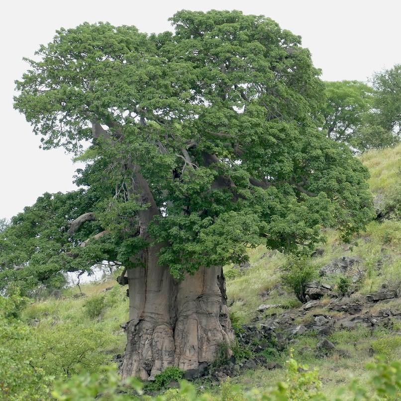 Baobab - fruit Growing Guide | Clever Garden