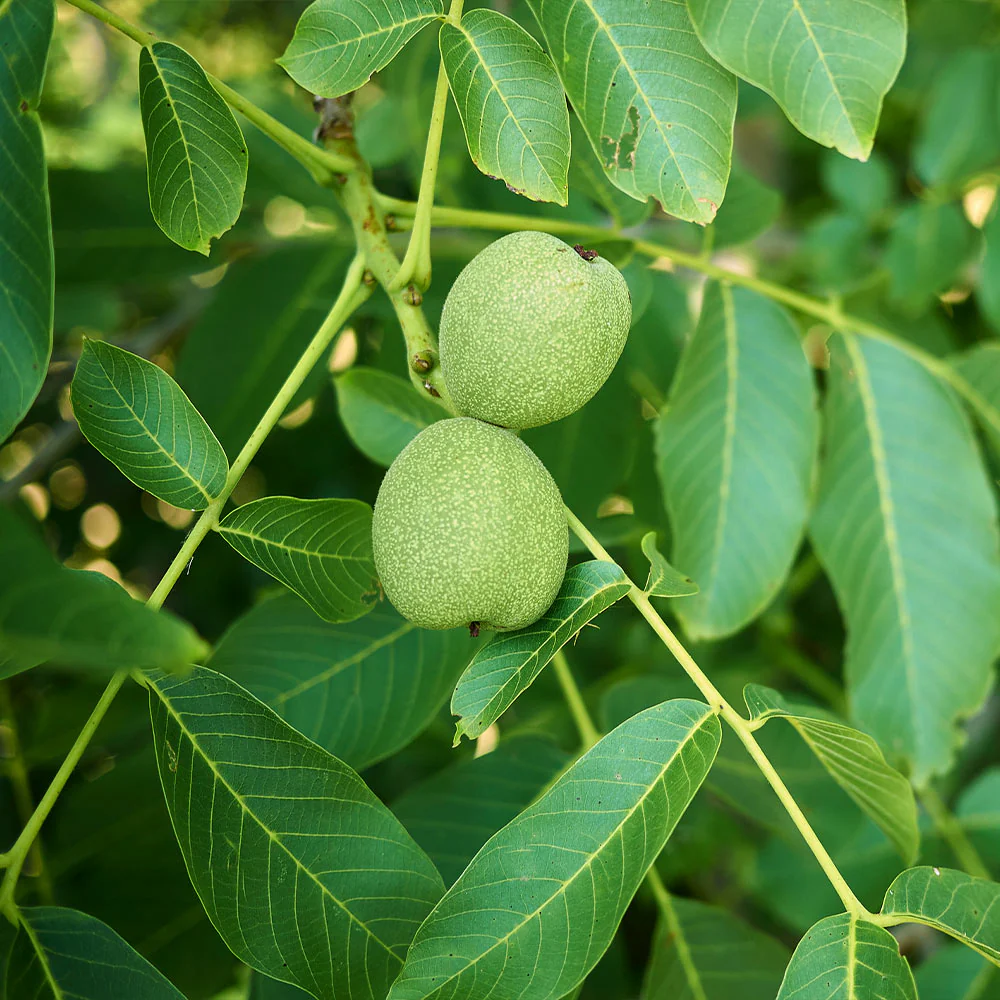 Carpathian English Walnut - nuts Growing Guide | Clever Garden