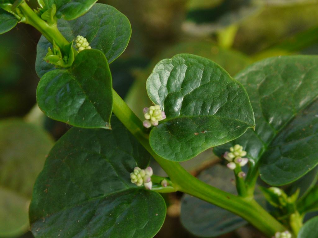 Ceylon Spinach (Malabar) - Vegetables Growing Guide | Clever Garden