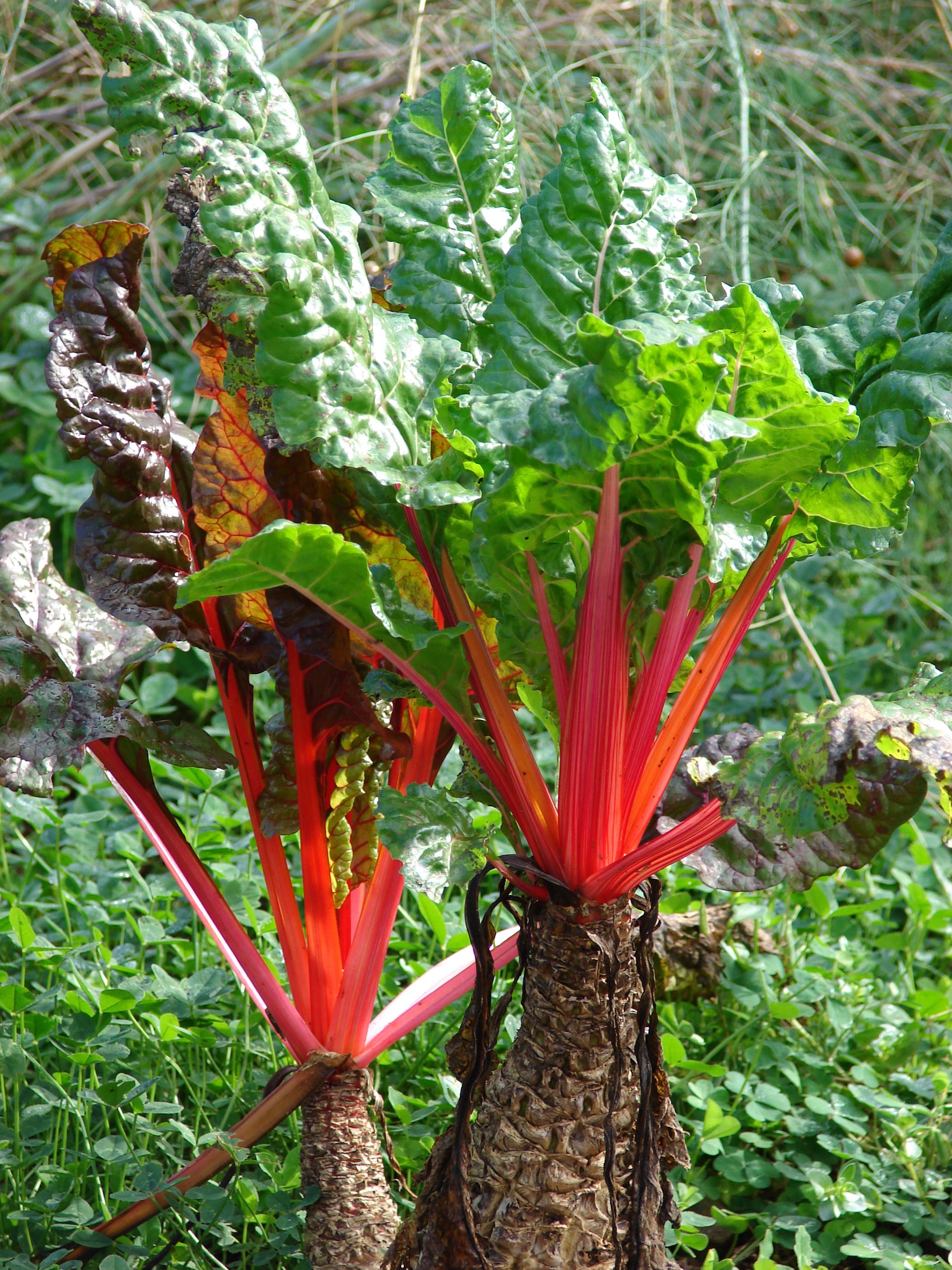 Swiss chard - Vegetables Growing Guide | Clever Garden