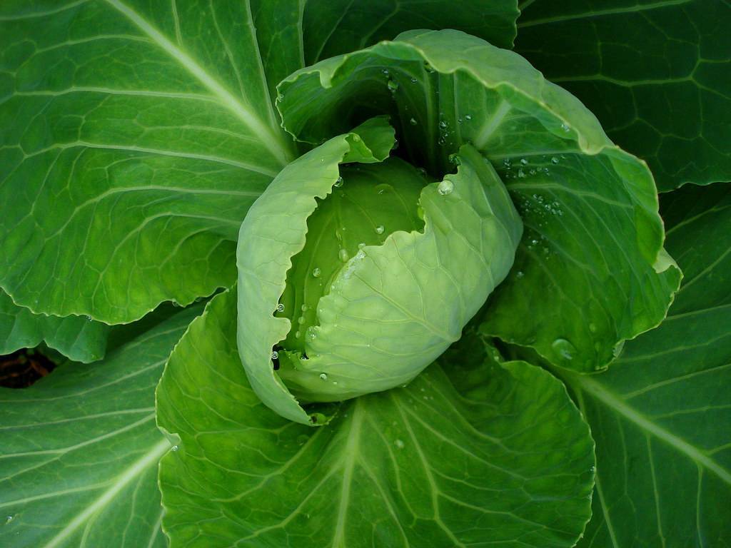 Cabbage - Vegetables Growing Guide | Clever Garden