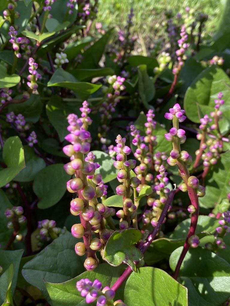 Malabar Spinach - Vegetables Growing Guide | Clever Garden
