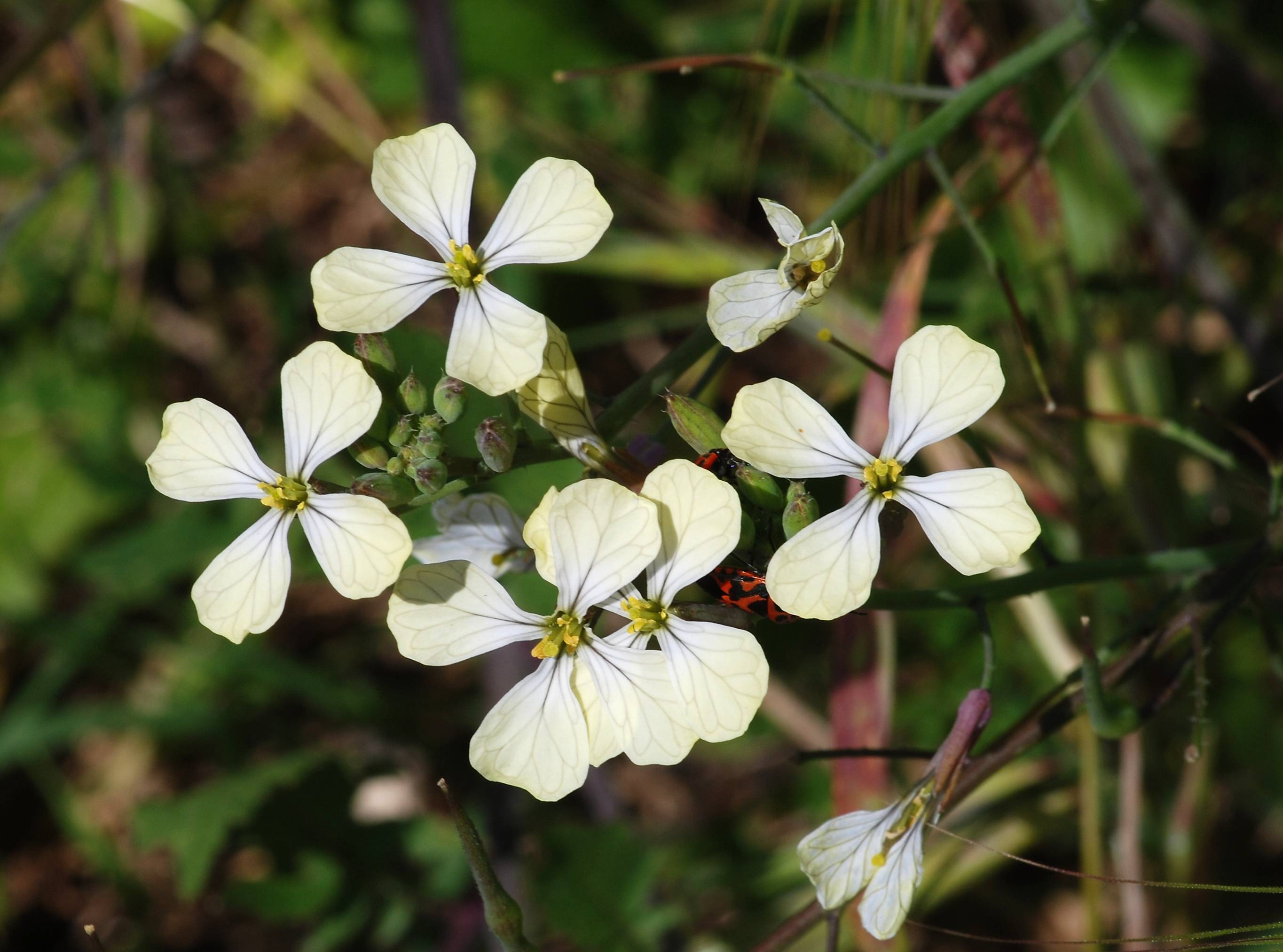 Wild Arugula - Vegetables Growing Guide | Clever Garden