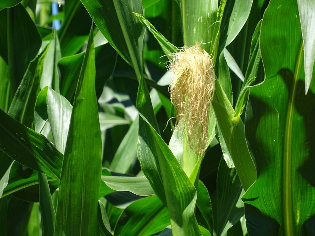 Corn - Grains Growing Guide | Clever Garden