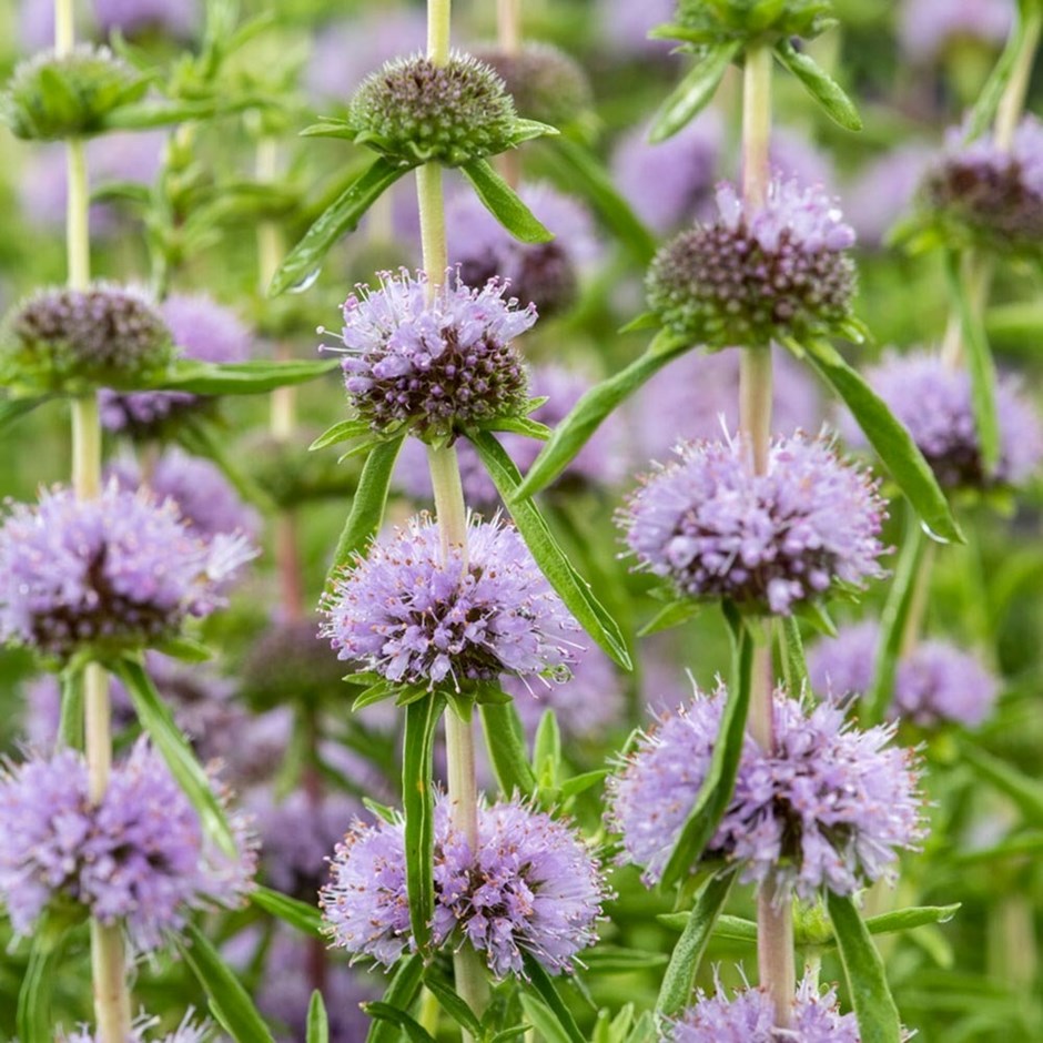 Hart's Pennyroyal (Water Spearmint) - Herbs Growing Guide | Clever Garden