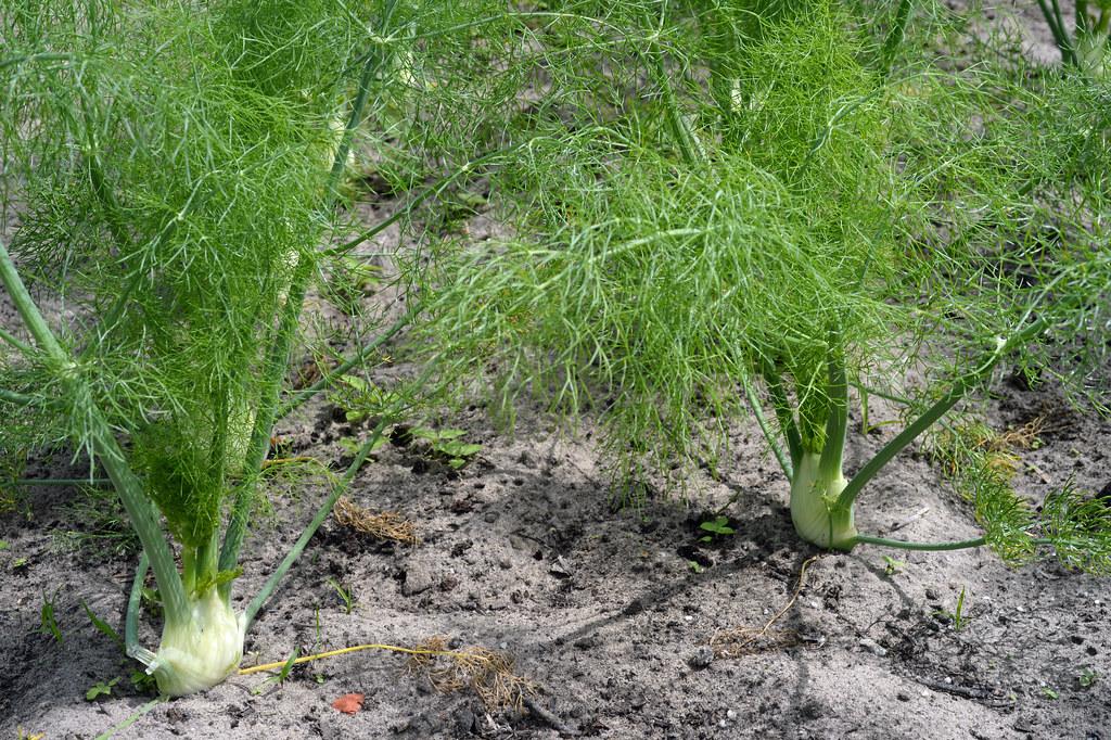 Fennel - Herbs Growing Guide | Clever Garden