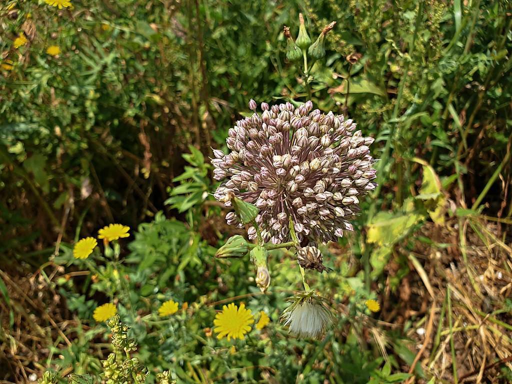 Leek - Vegetables Growing Guide | Clever Garden