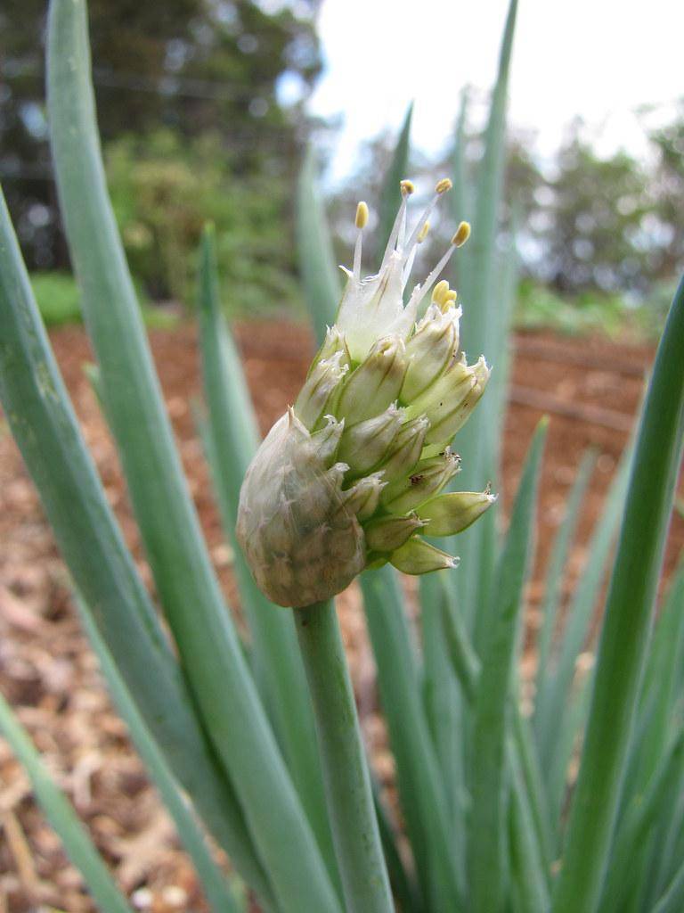 Scallion - Vegetables Growing Guide | Clever Garden