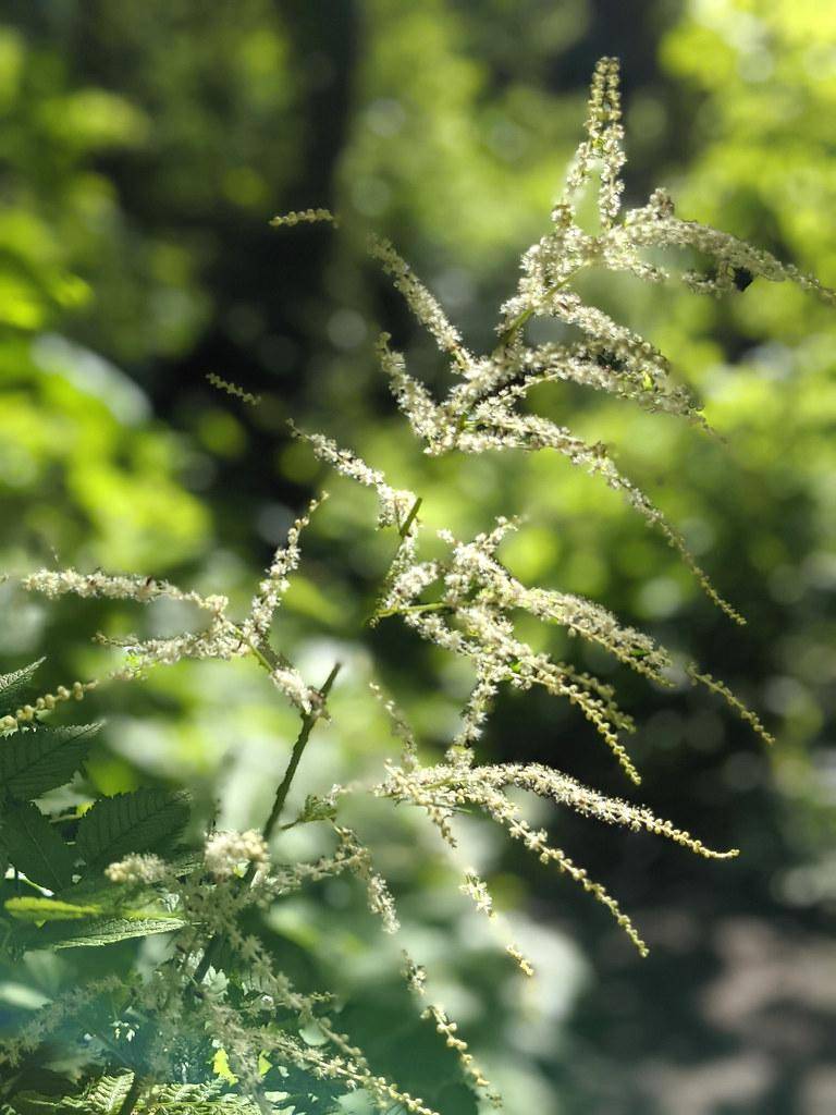 Goatsbeard - Grains Growing Guide | Clever Garden
