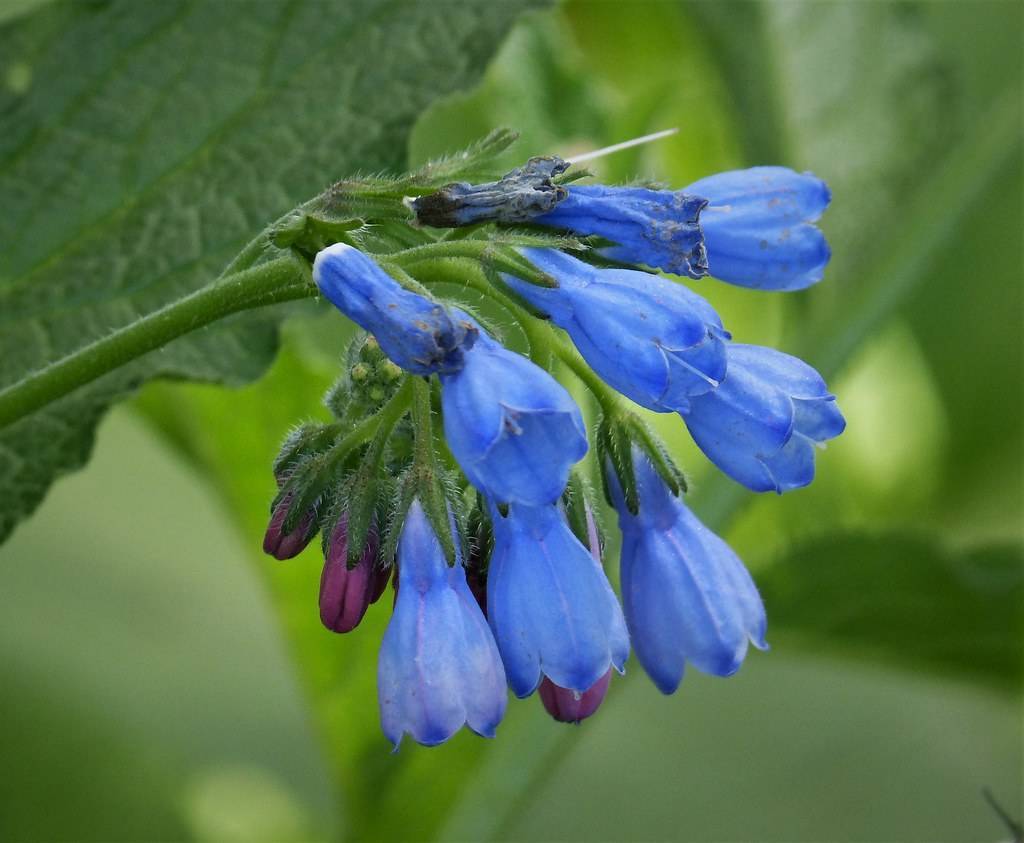 Goumi Berry - fruit Growing Guide | Clever Garden