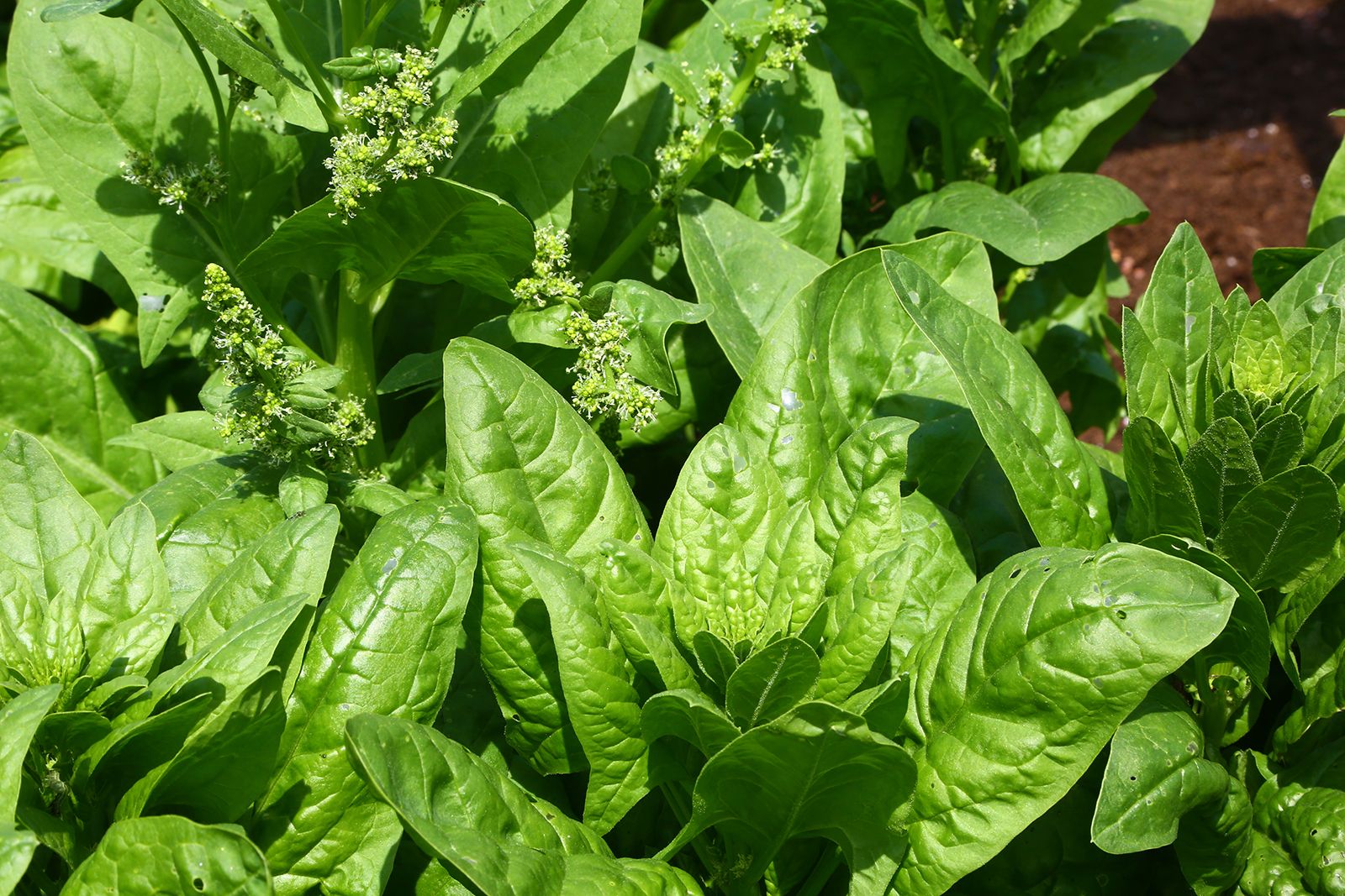 Shungiku - Vegetables Growing Guide | Clever Garden