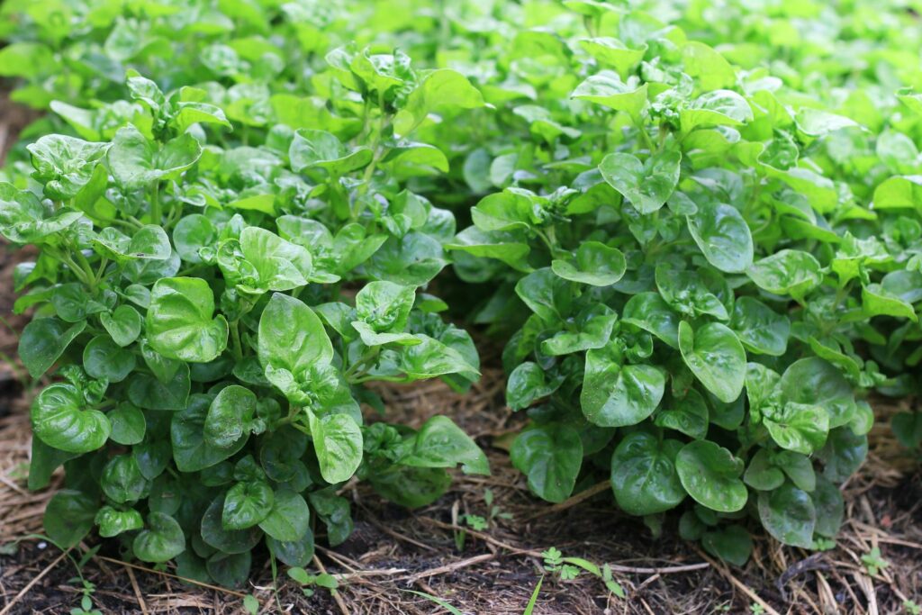 Watercress - Vegetables Growing Guide | Clever Garden