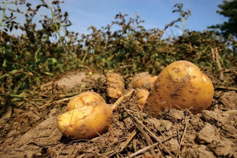 Fingerling Potato - Vegetables Growing Guide | Clever Garden