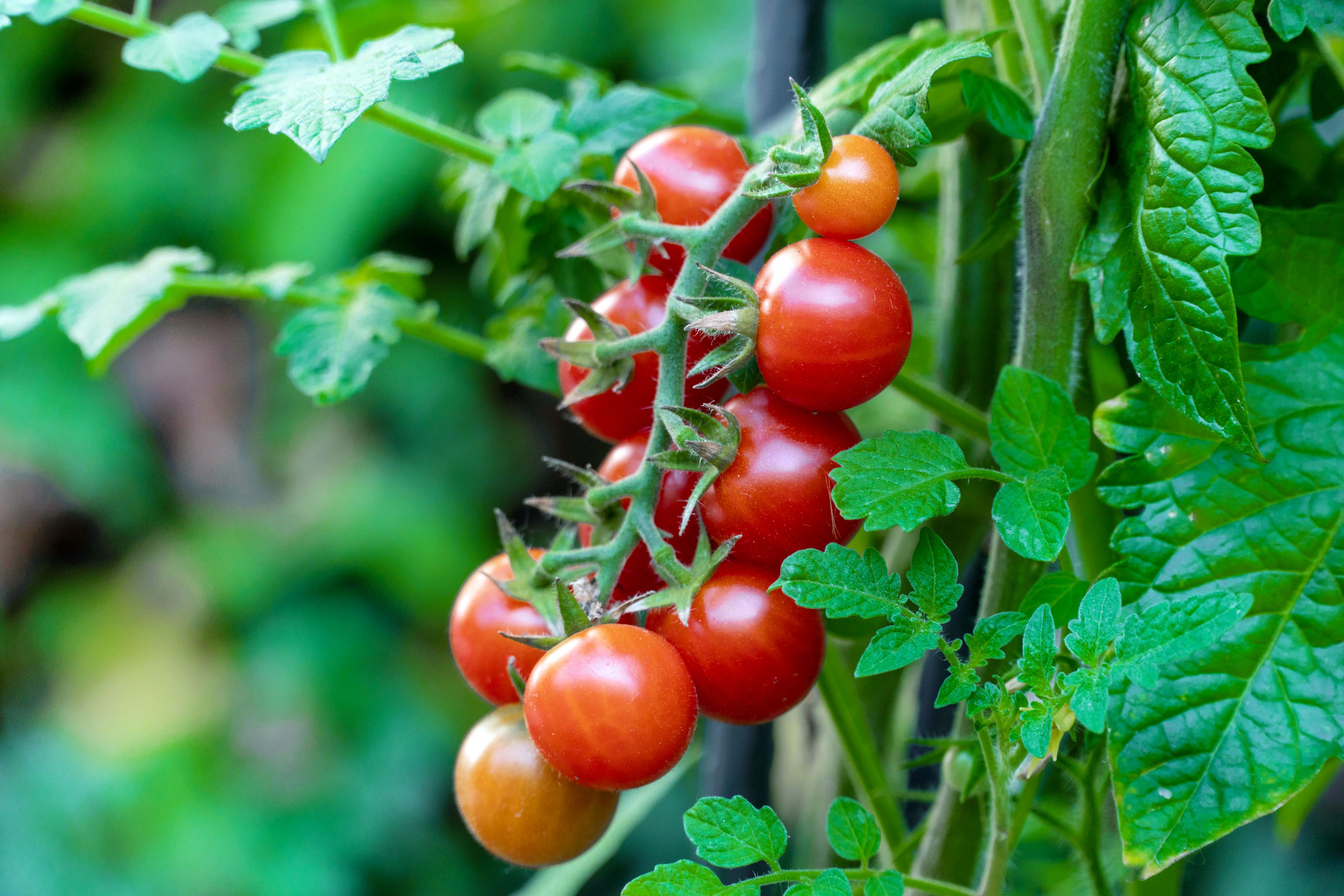 Cherry Tomato - fruit Growing Guide | Clever Garden