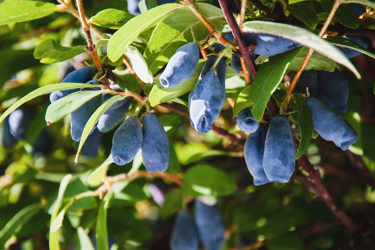 Haskap - fruit Growing Guide | Clever Garden