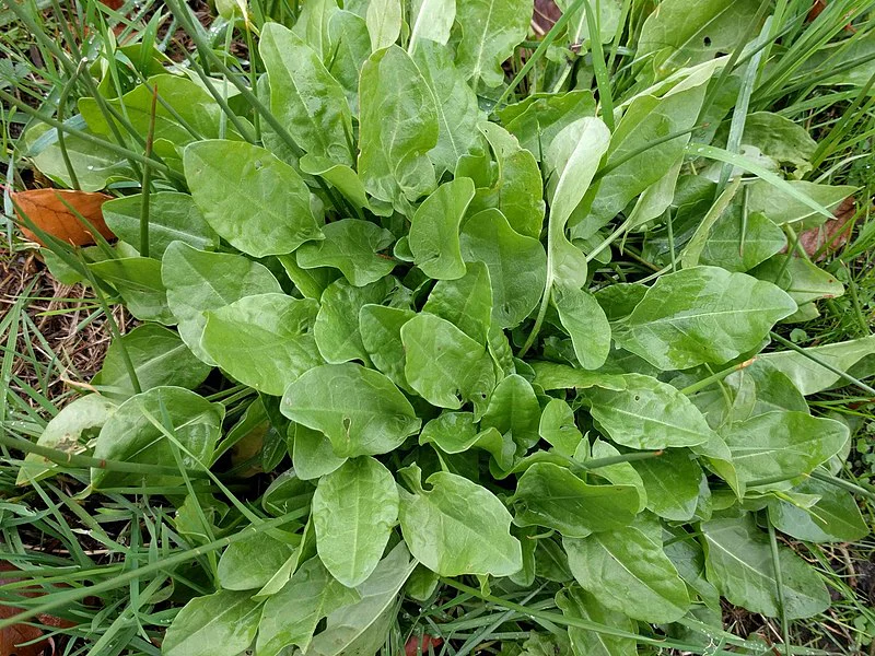 Shungiku - Vegetables Growing Guide | Clever Garden