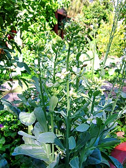 Gai Lan - Vegetables Growing Guide | Clever Garden