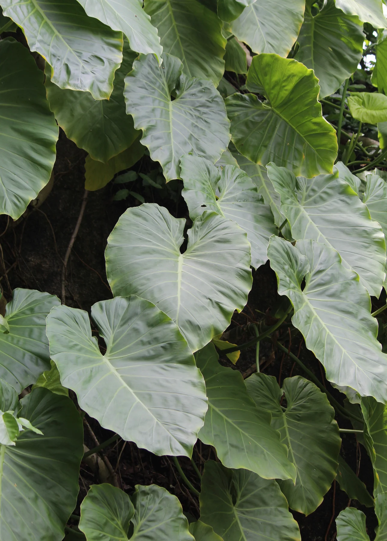 Malanga - Vegetables Growing Guide | Clever Garden