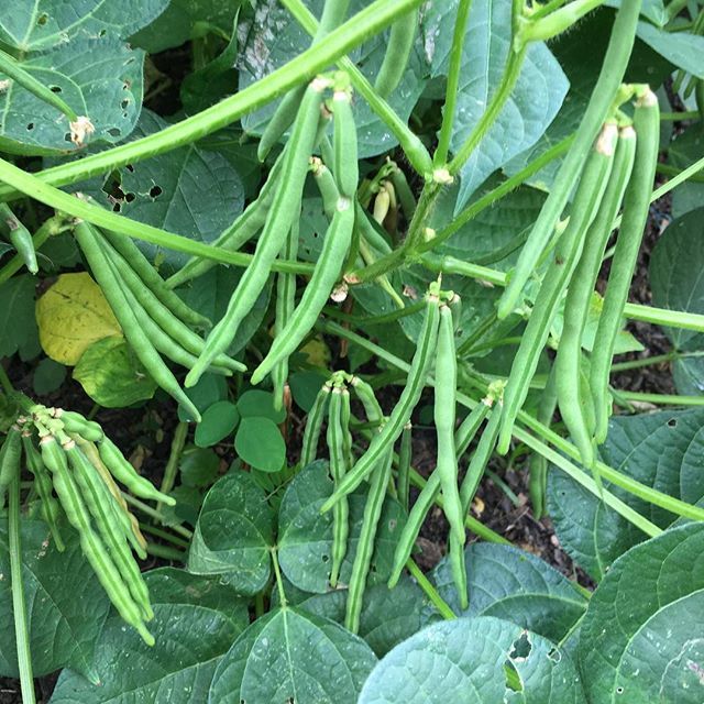 Huacatay - Herbs Growing Guide | Clever Garden