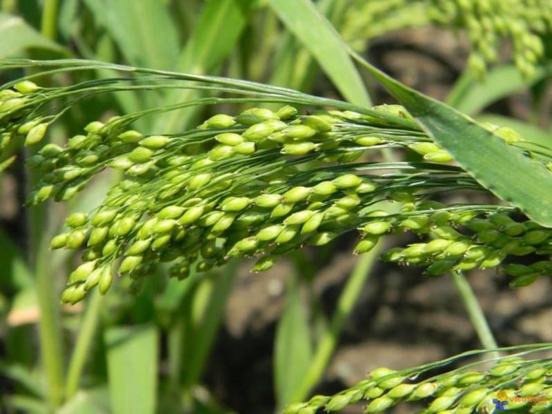 Fonio - Grains Growing Guide | Clever Garden