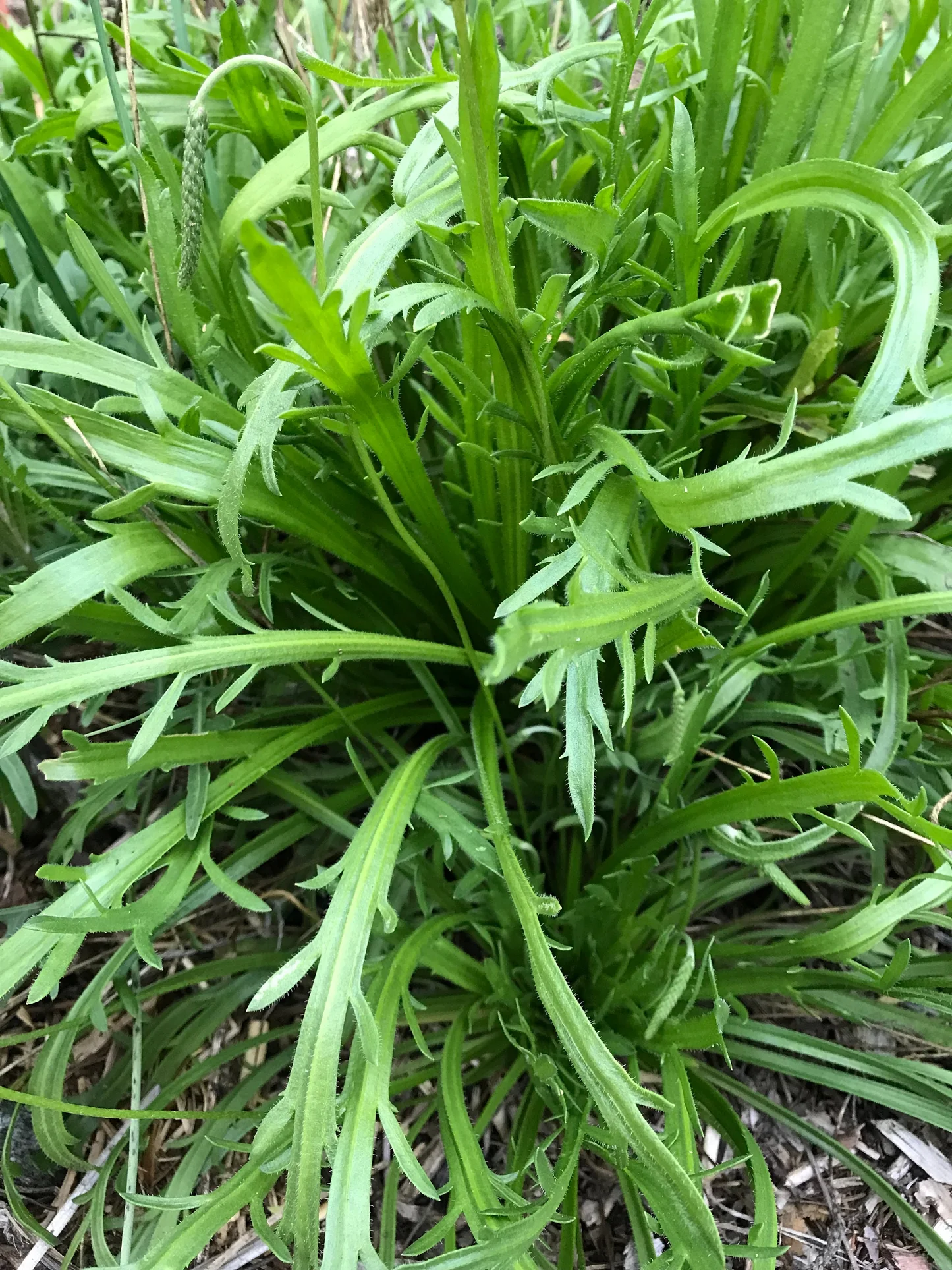 Minutina - Vegetables Growing Guide | Clever Garden