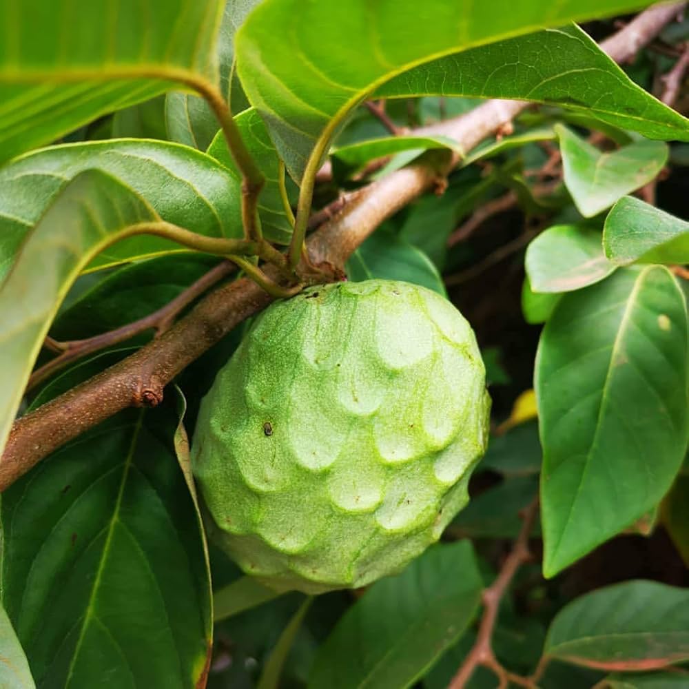 Cherimoya - fruit Growing Guide | Clever Garden