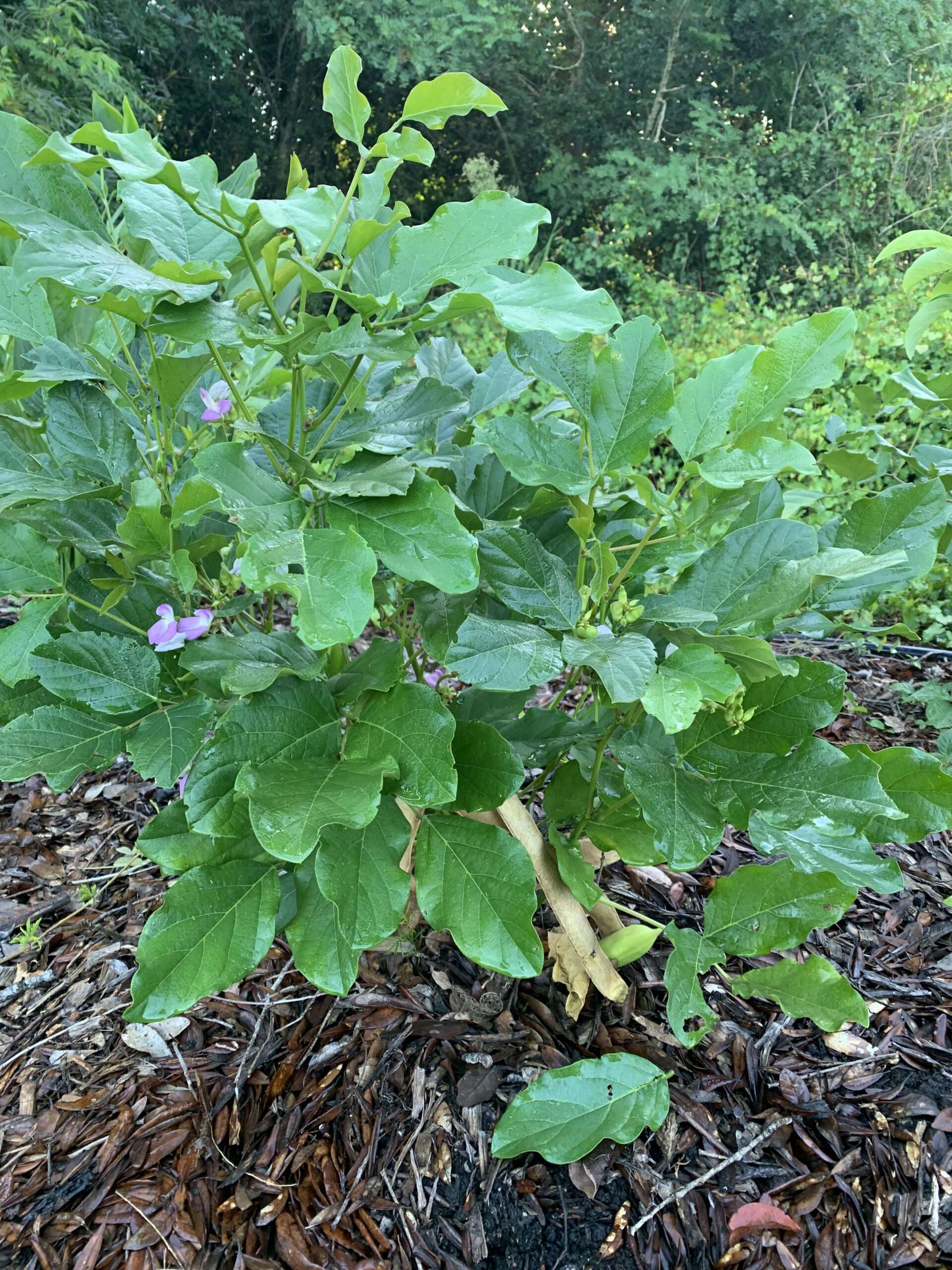 Jack Bean - Legumes Growing Guide | Clever Garden