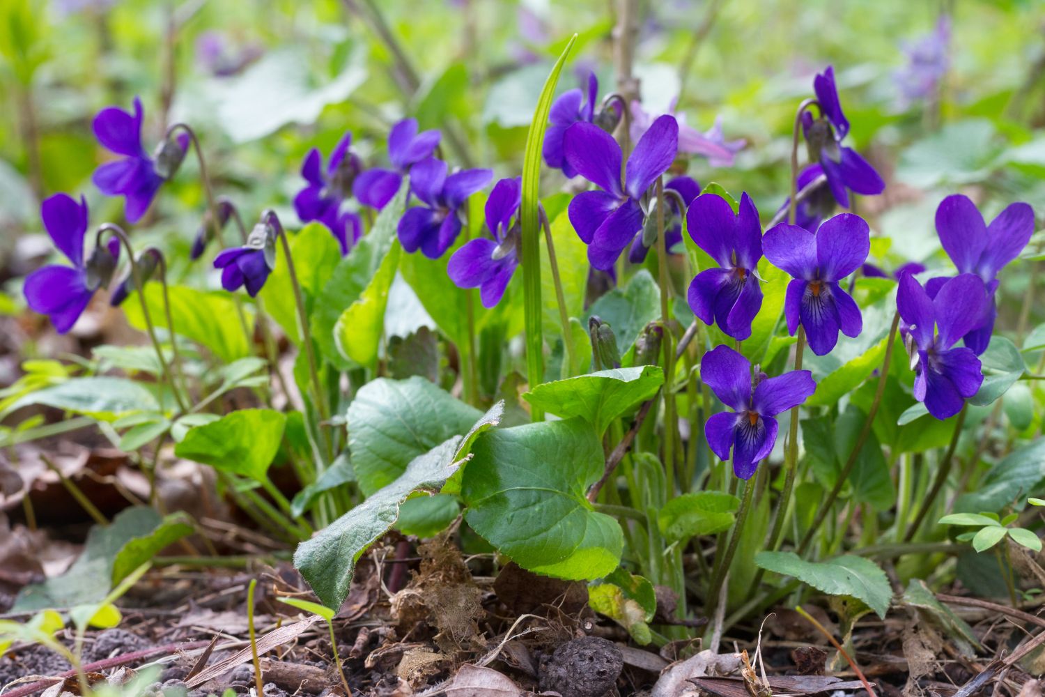 Violet - Herbs Growing Guide | Clever Garden