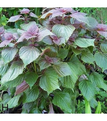 Perilla - Herbs Growing Guide | Clever Garden