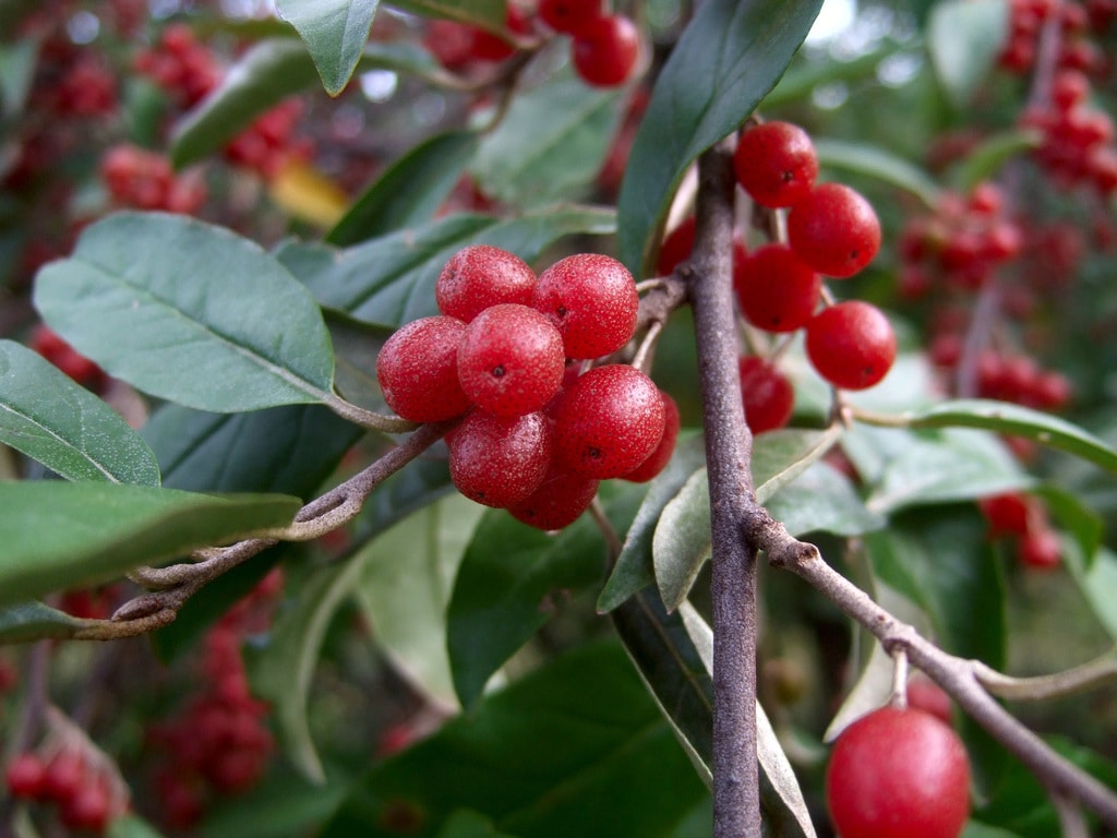 Autumn Olive - fruit Growing Guide | Clever Garden