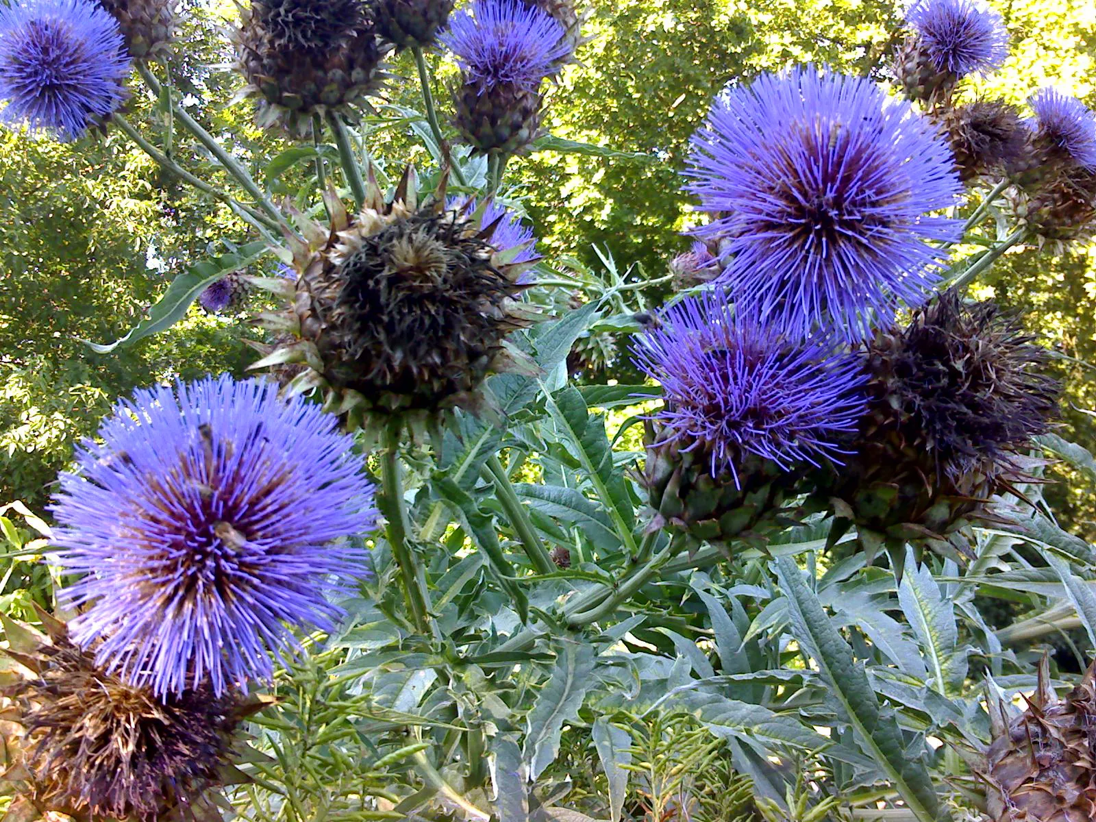 Cardoon - Vegetables Growing Guide | Clever Garden