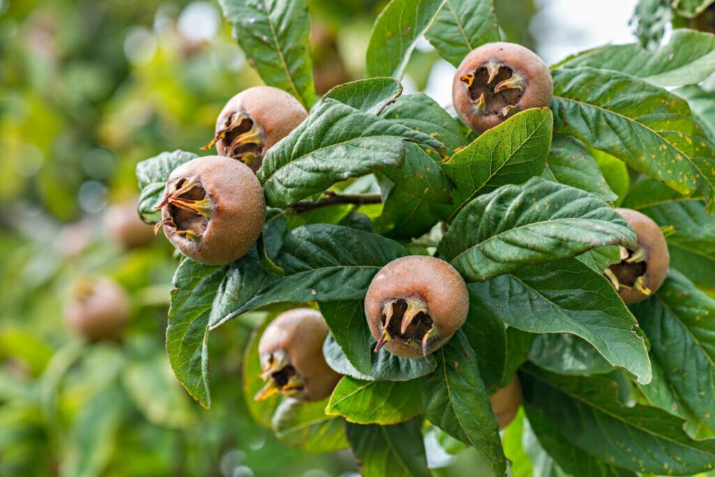 Medlar - fruit Growing Guide | Clever Garden