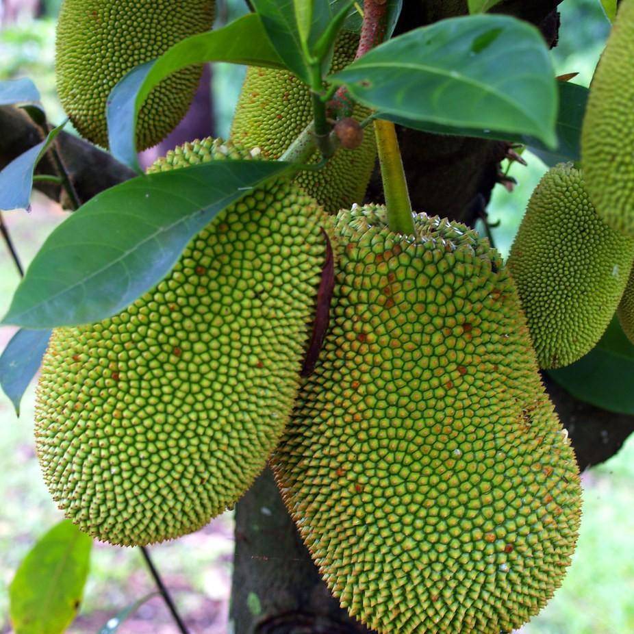 Jackfruit - fruit Growing Guide | Clever Garden