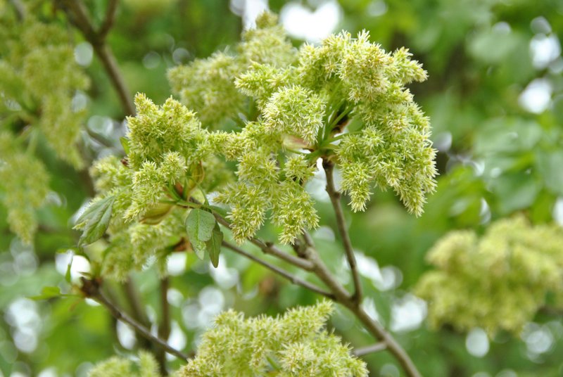Culinary Ash - Herbs Growing Guide | Clever Garden