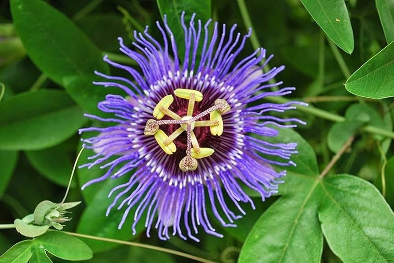 Maypop - fruit Growing Guide | Clever Garden